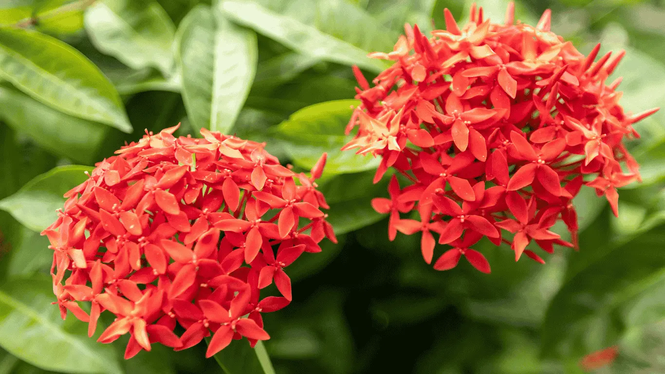 The Ultimate Guide to Ixora Flowers
