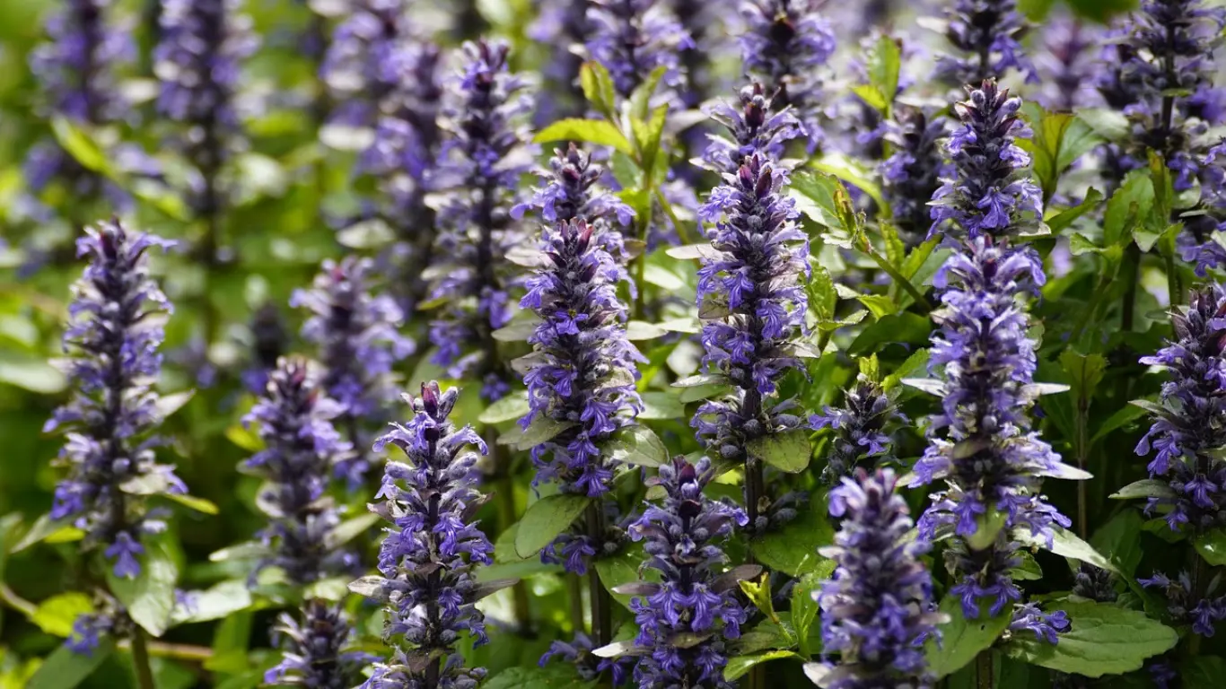 how to plant bugleweed