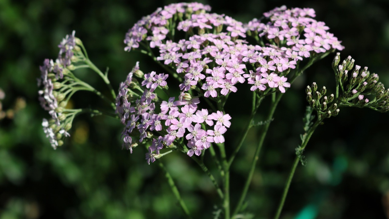 Where is the best place to plant yarrow